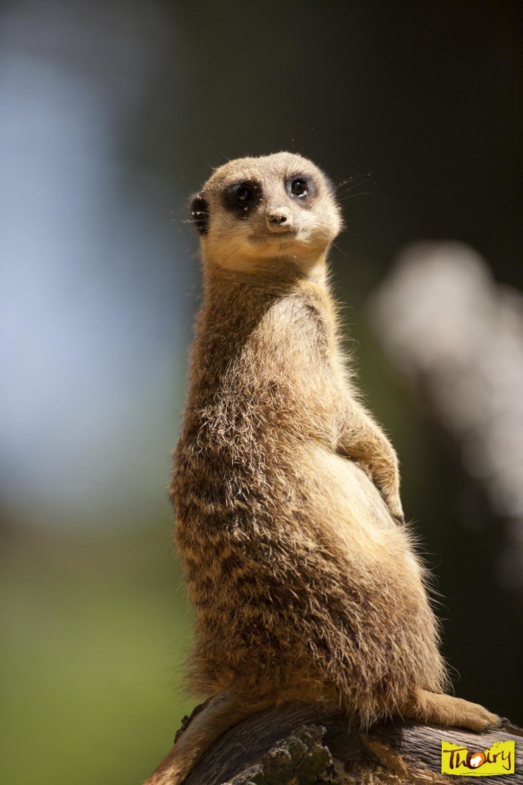 Suricate - Thoiry Zoo Safari