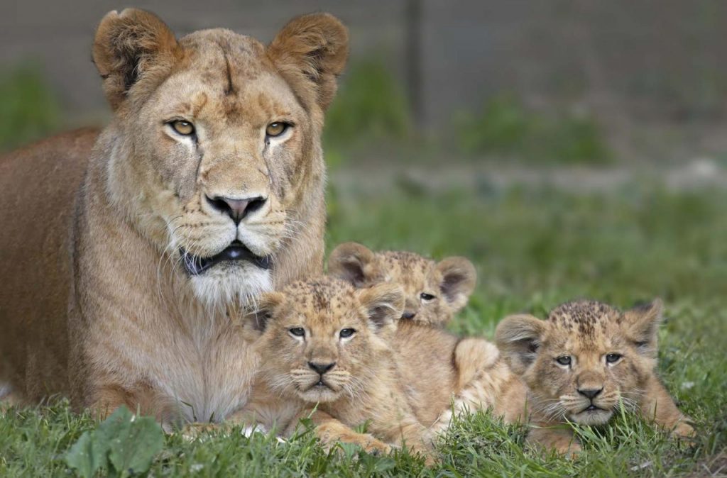 instants privileges - Thoiry Zoo Safari