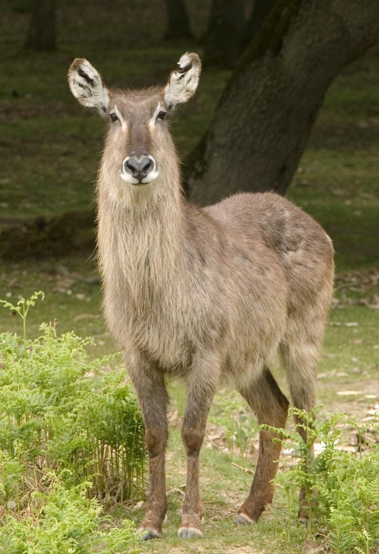 Cobe à croissant - Thoiry Zoo Safari