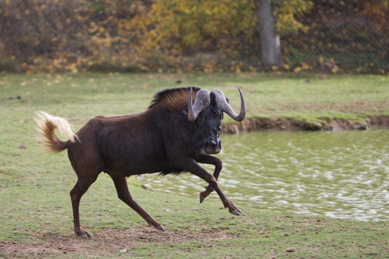 Gnou à queue blanche - Thoiry Zoo Safari