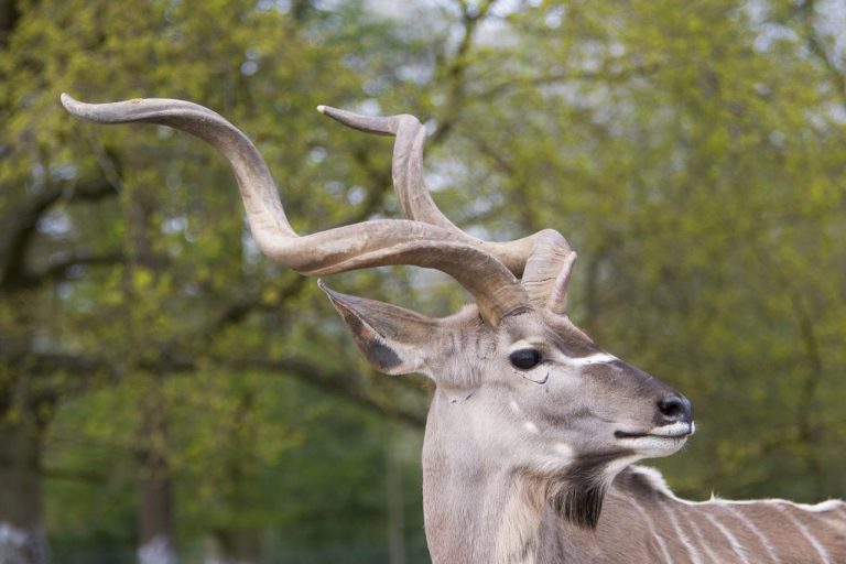 Grand koudou - Thoiry Zoo Safari