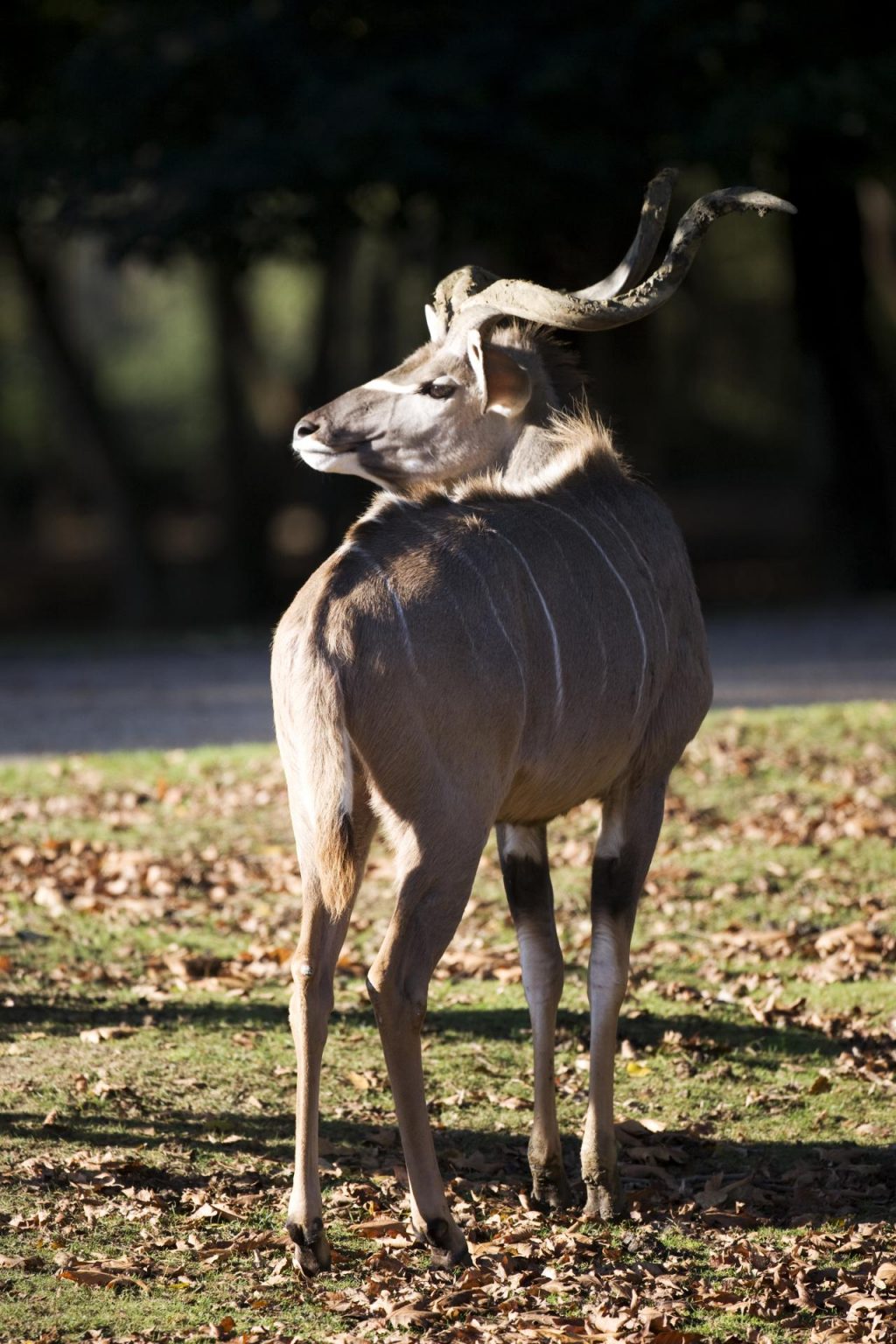 Grand koudou - Thoiry Zoo Safari