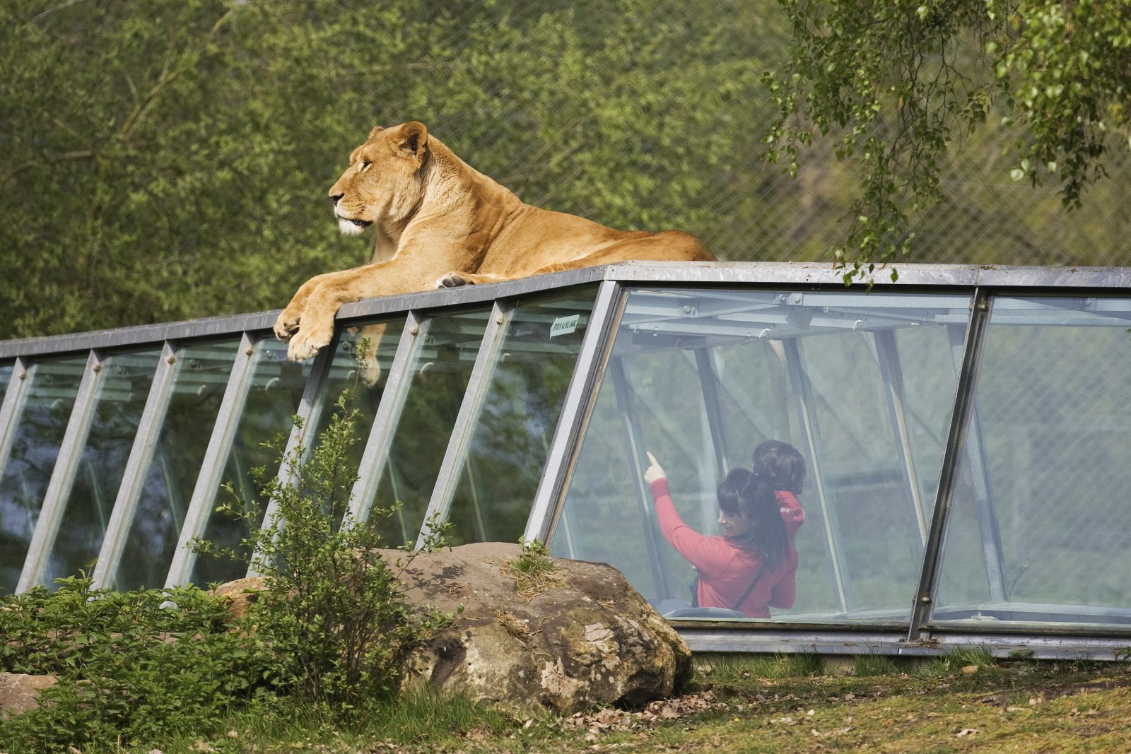 Centres de loisirs - Thoiry Zoo Safari