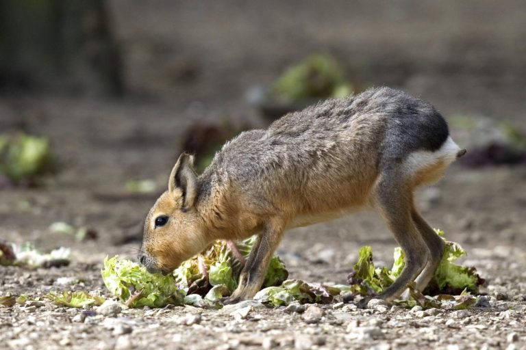 Maras - Thoiry Zoo Safari