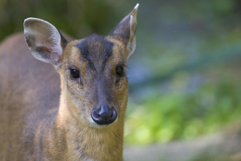 Muntjac de Chine - Thoiry Zoo Safari