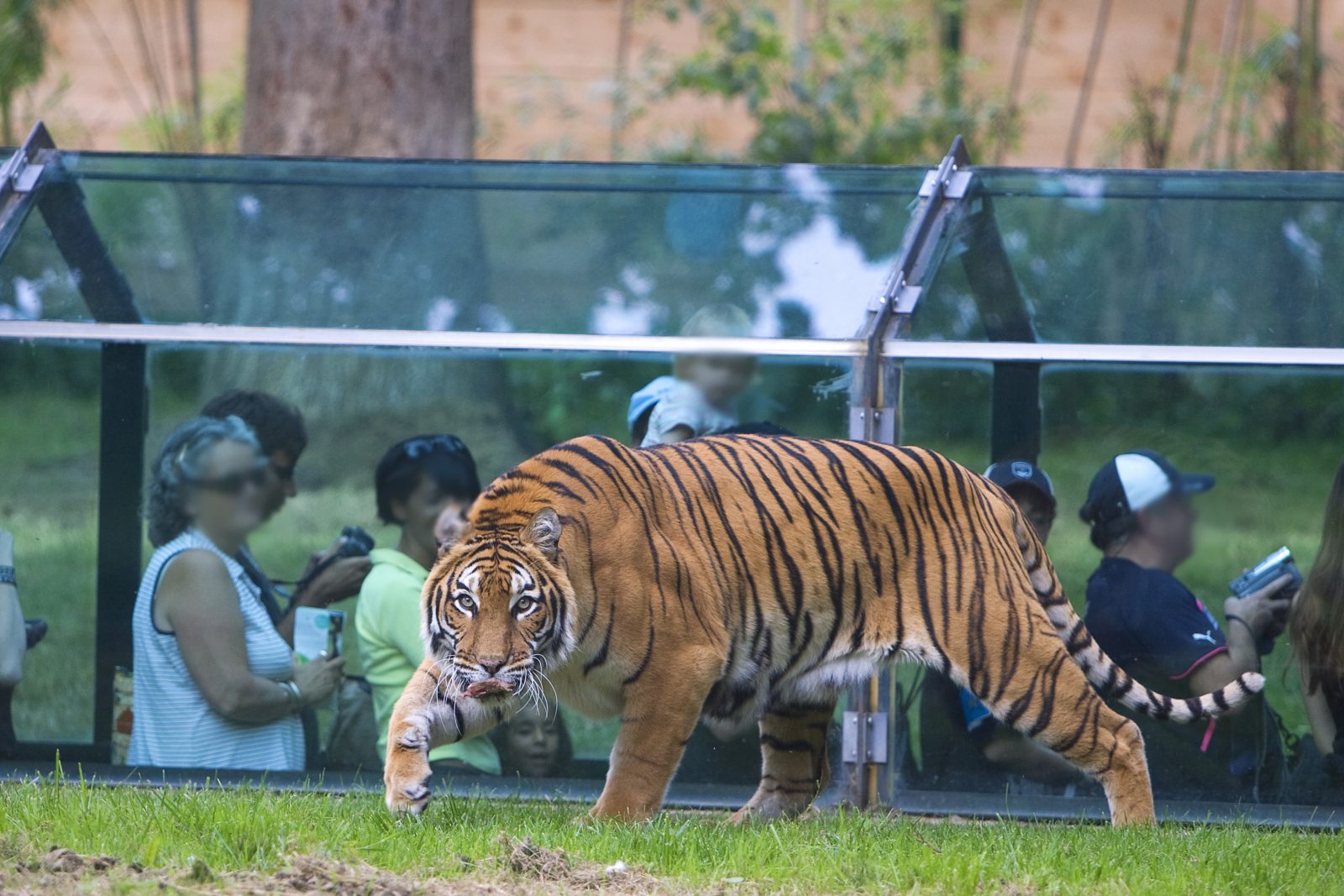 Tunnels de verre - Thoiry Zoo Safari