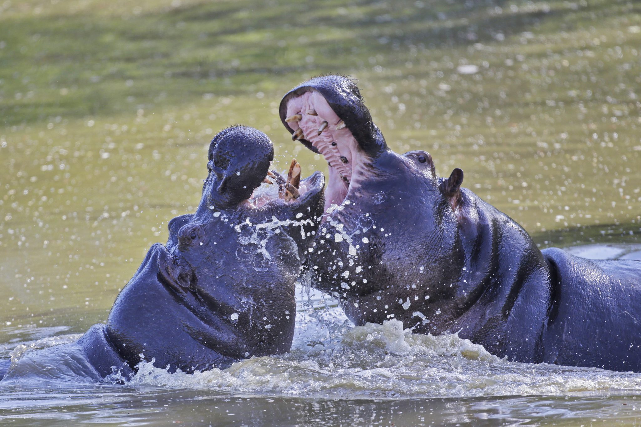 Notre histoire et nos valeurs - Thoiry Zoo Safari