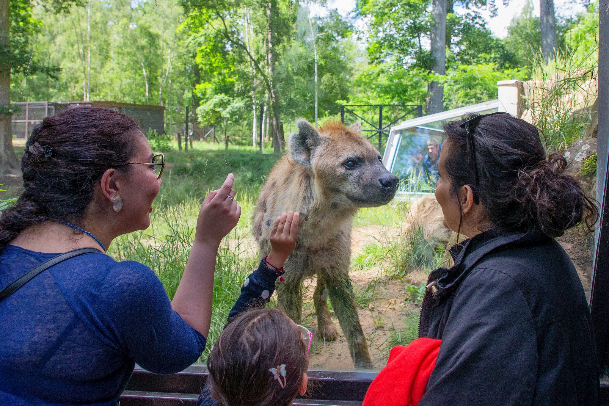 Tunnels de verre - Thoiry Zoo Safari