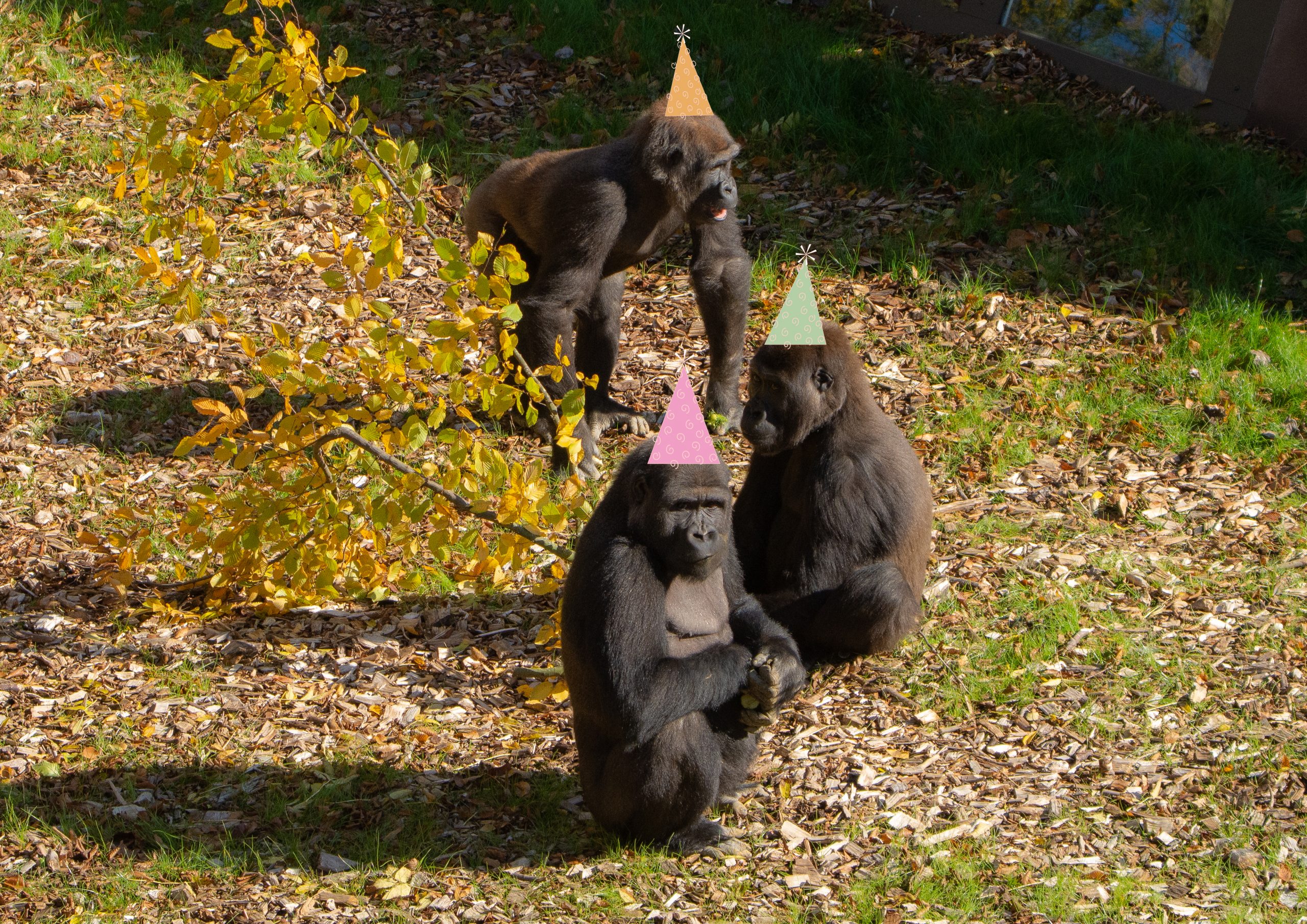 Fêter votre anniversaire - Wow Safari Thoiry