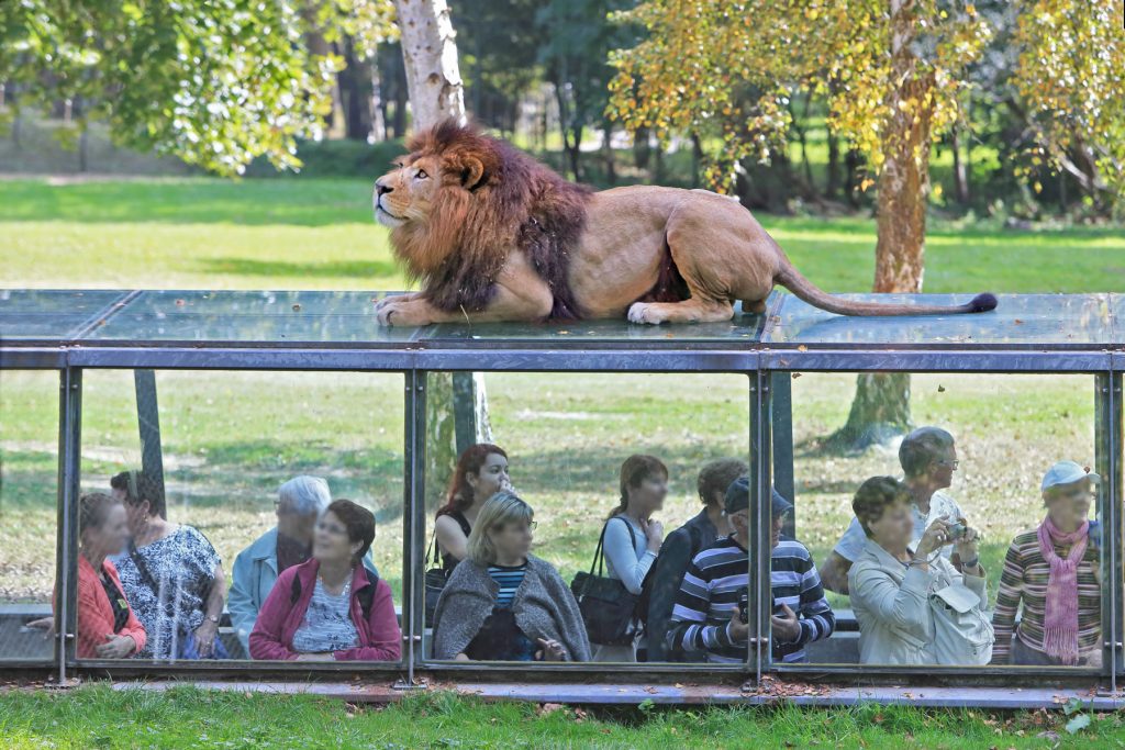 Tunnels de verre - Thoiry Zoo Safari