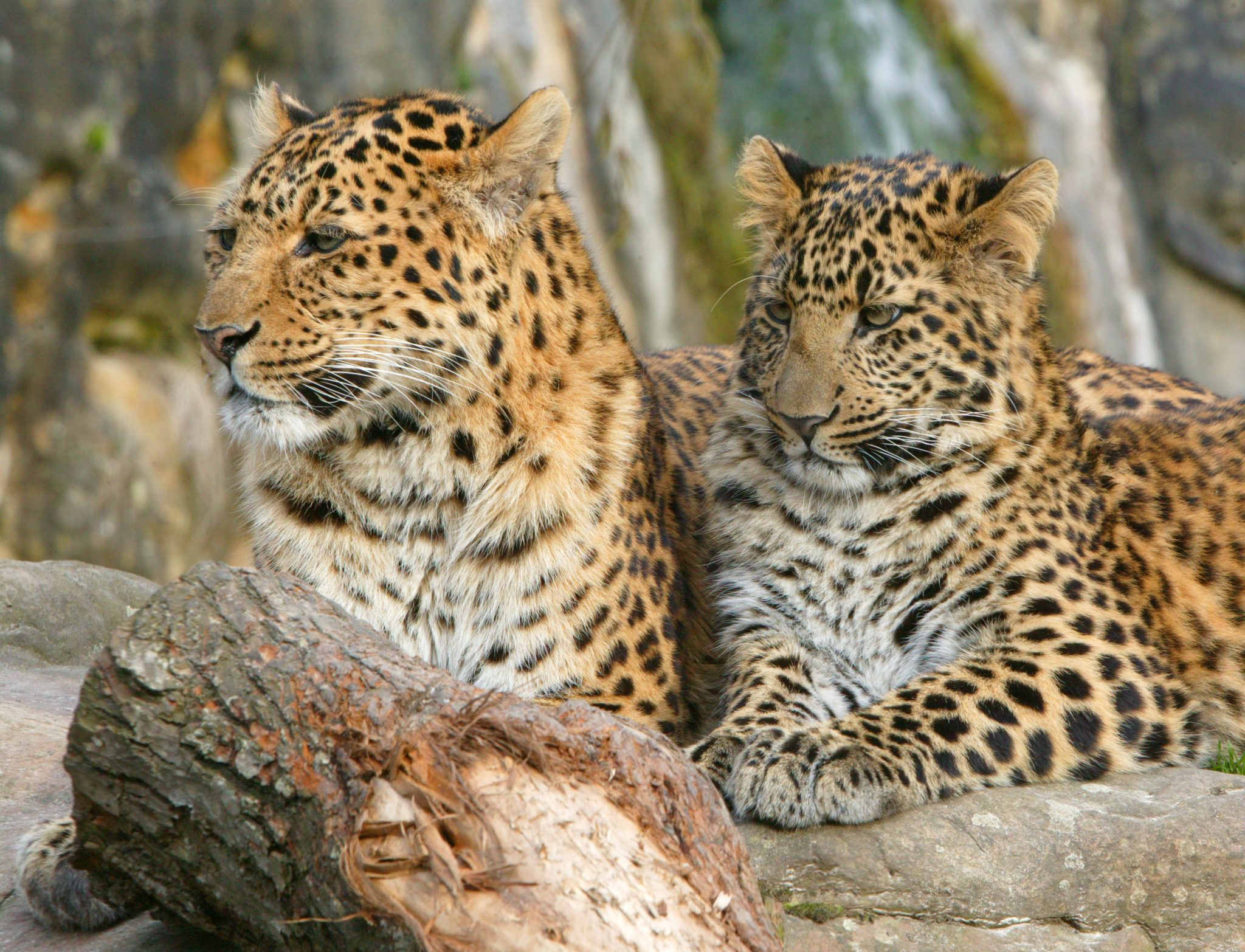 Félins - Thoiry Zoo Safari