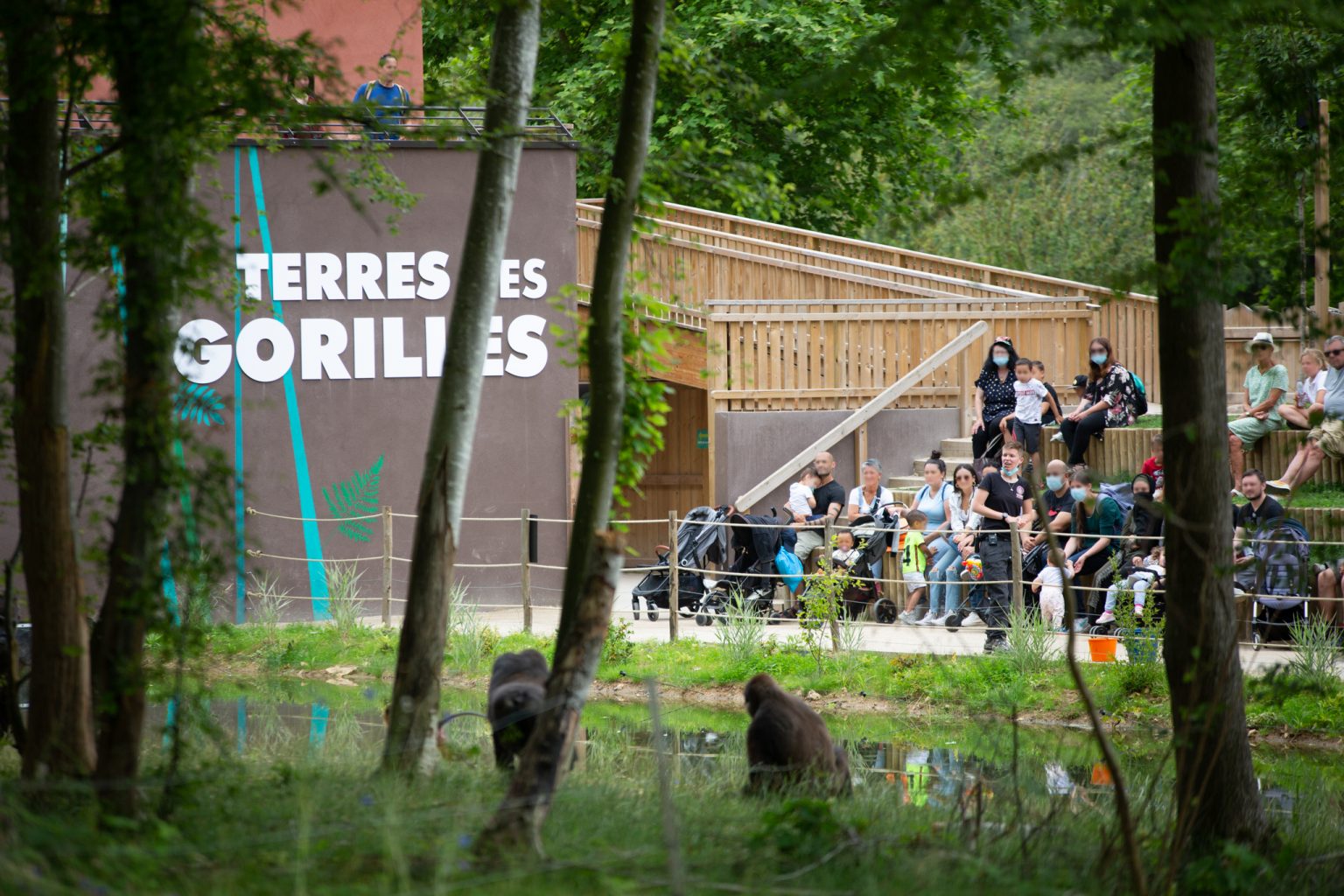 Terre des gorilles - Thoiry Zoo Safari