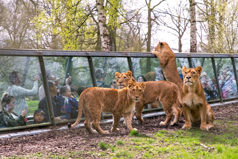 Tunnels de verre - Thoiry Zoo Safari