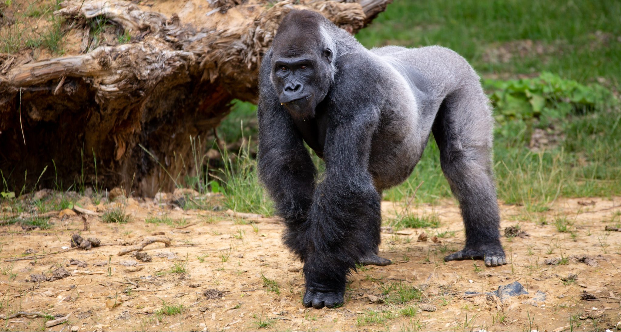 Point d'eau Gorille - Thoiry Zoo Safari