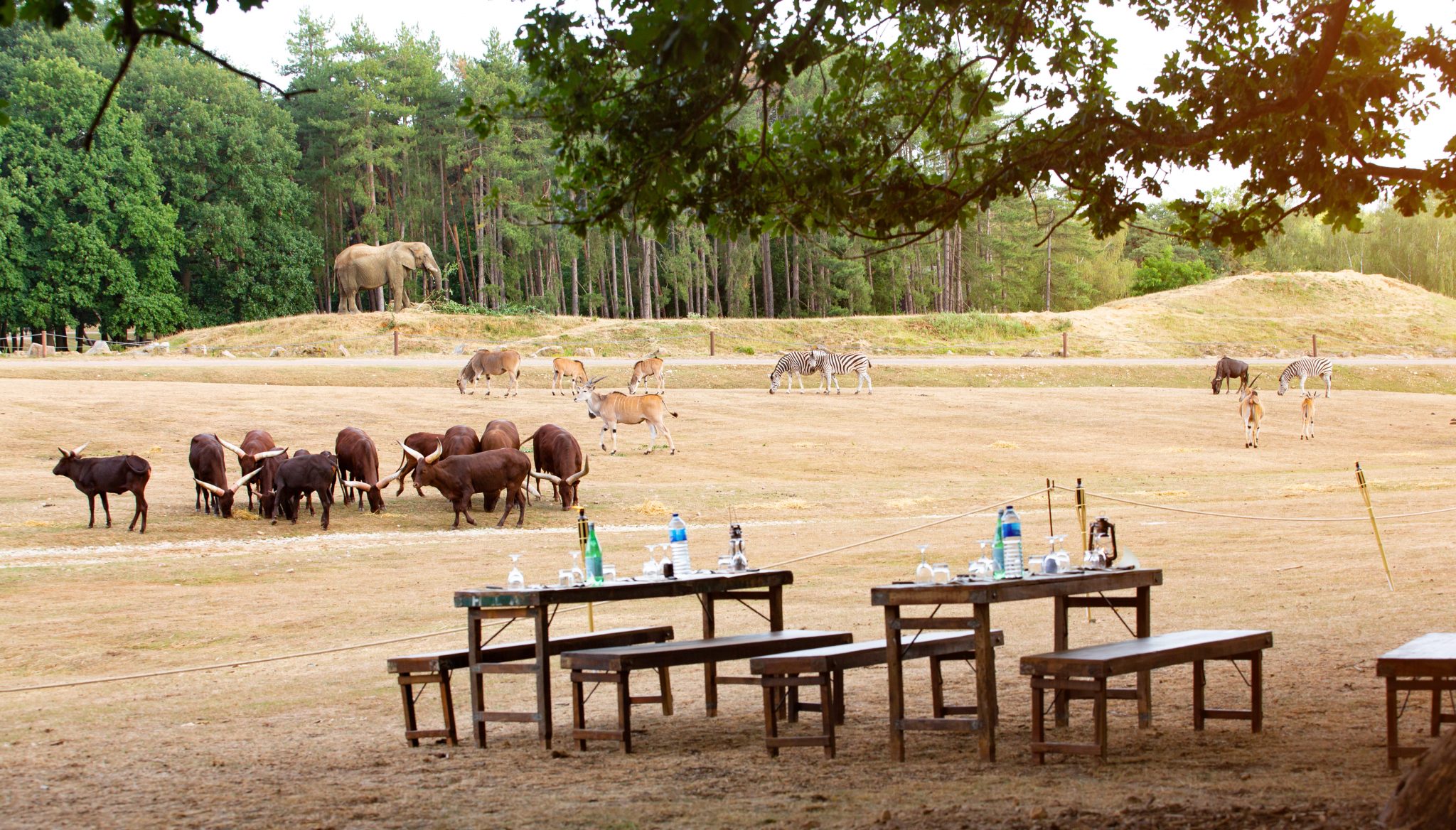 Accueil - Thoiry Zoo Safari