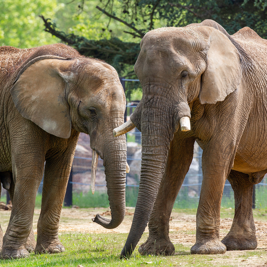 Lodge Premium - Wow Safari Thoiry